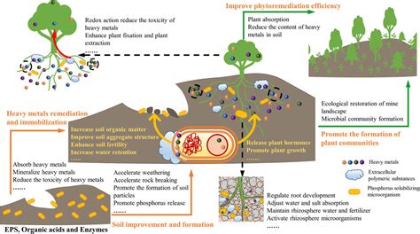 Phytoremediation Water