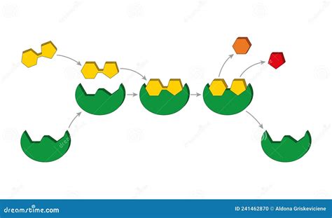 Lock And Key Model Enzyme Substrate Complex Stock Illustration