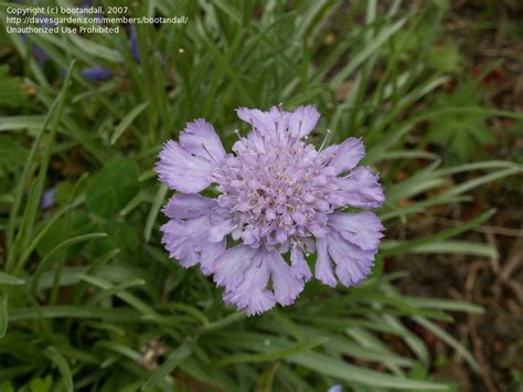 Plantfiles Pictures Scabiosa Graminifolia 1 By Bootandall