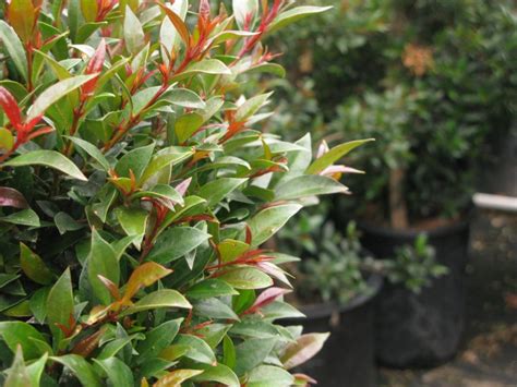 Eugenia Planta Eugenia Myrtifolia Un árbol Frutal Fácil De Cuidar