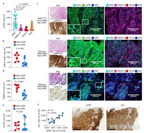 Nature Cancer Erk1 2磷酸化预测抗pd 1免疫治疗后的生存率 知乎