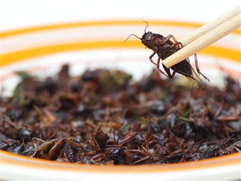 A Tasty Bite Of Grasshopper Futurium