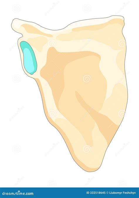 Bones Type Skeleton Educational Anatomical Diagram Element Bone