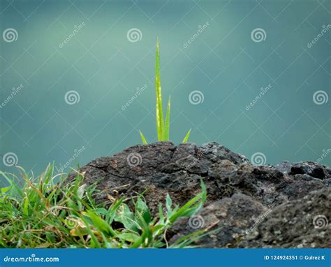 Green Grass Growing On Rock Stock Image Image Of Backdrop Hope