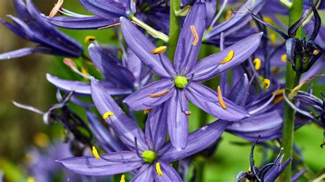 25 Flowering Plants That Thrive In Soggy Soil
