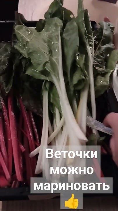 Мангольд 👍🥬это кладезь витаминов можно морозить и солить мангольд зелень сад дачные огород