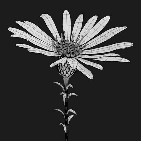 Georgia Aster Premium 3d Model