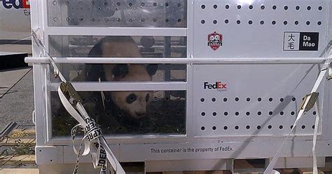 Pandas Arrived At The Toronto Zoo Today Imgur