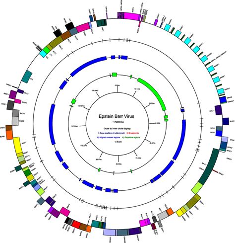 Ebv Genome Map With Positions Of Recombination Breakpoints From Outer Download Scientific