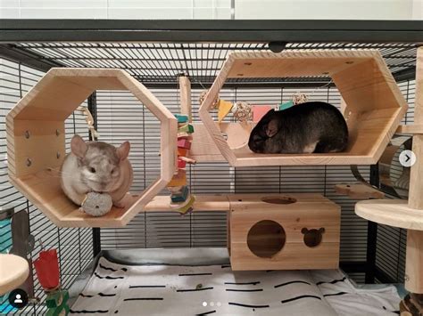 Chinchilla Cages Artofit