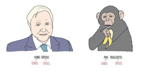 Classification A Level — The Science Sauce