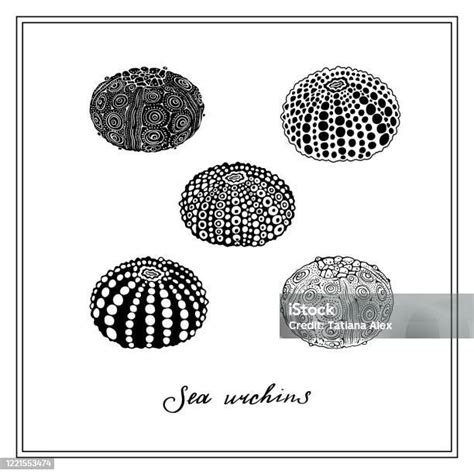 5 개의 성게 세트 조개 흑백 사각형 카드입니다 인사말 카드의 손으로 그린 컬렉션입니다 벡터 그림입니다 성게에 대한 스톡 벡터 아트 및 기타 이미지 Istock