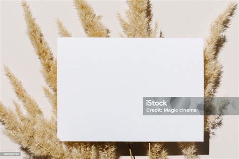 빈 종이 시트 카드와 베이지 색 파스텔 배경 위에 말린 팜파스 잔디와 트렌디 한 그림자와 햇빛으로 모형 최소한의 비즈니스 브랜드 템플릿 플랫 레이 상단 보기 0명에 대한