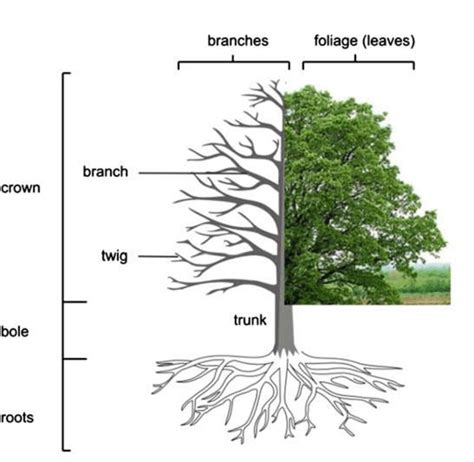The Structure Of A Tree Ningal Et Al 2010 Download Scientific Diagram