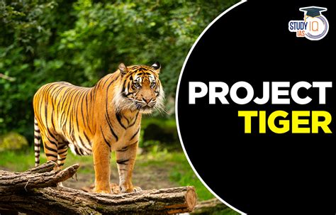 Incredible Compilation Of Full 4k Tiger Images Over 999 Breathtaking