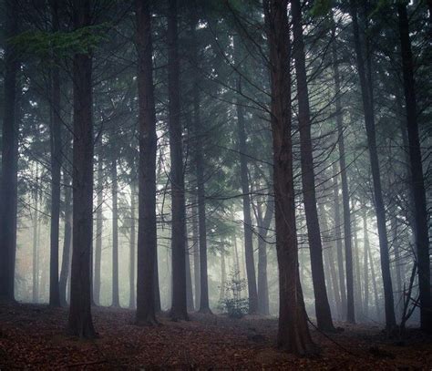 Pin By Shortcake On Aesthetic Tree Tree Trunk Plants