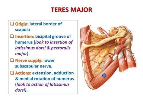 Pectoralis Minor Origin Insertion Nerve Supply Action How To