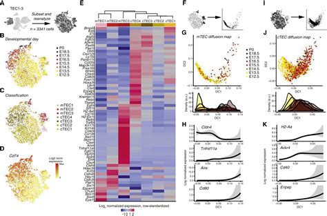 A Single Cell Transcriptomic Atlas Of Thymus Organogenesis Resolves Cell Types And Developmental