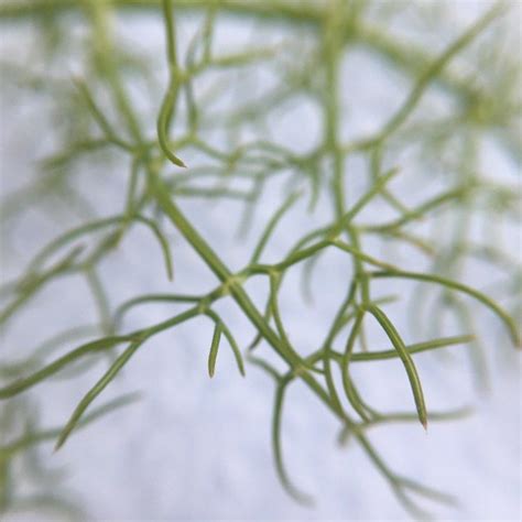 Earthday Nervoussystem Selfcare Sylvia Tillmann