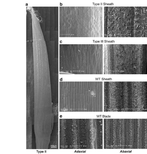 Ae Epidermal Morphology Of Type Ii And Iii Bractleaf Structures In