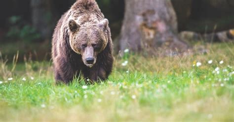 When Predators Attack Grand View Outdoors