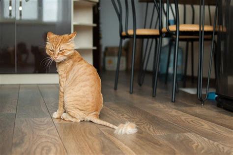 猫に『サマーカット』って必要？メリット・デメリットを解説 したほうがいい猫もいる！