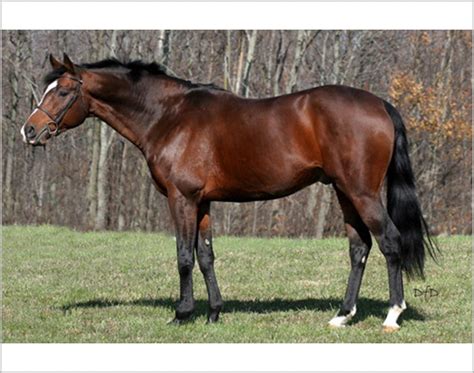 더러브렛서러브레드 Thoroughbred 말의종류 네이버 블로그