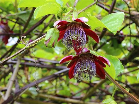Passionflower Passiflora Alata
