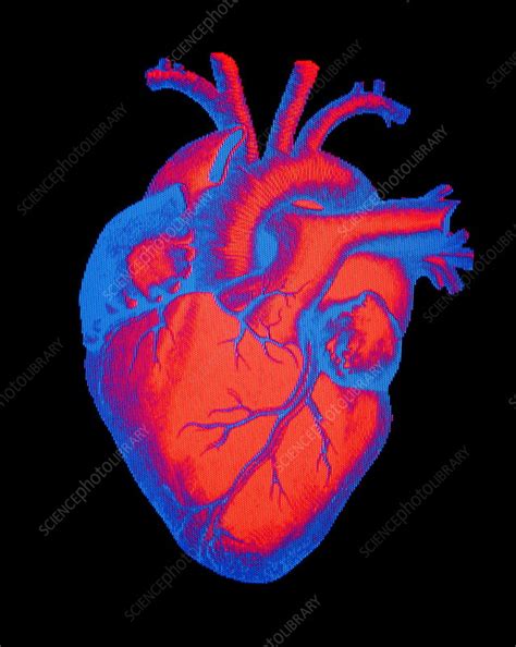 Digitised Illustration Of A Healthy Human Heart Stock Image P216