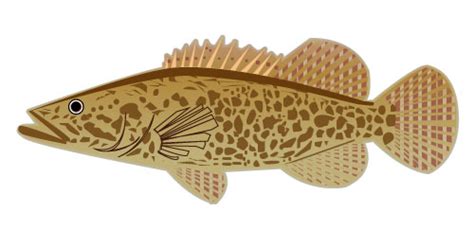 쏘가리 일러스트 네이버 블로그