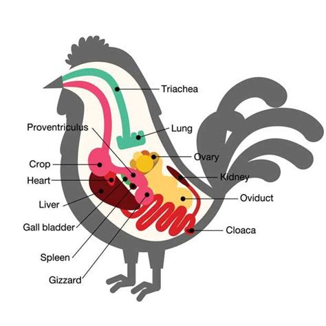 Chicken Anatomy Digestive System Chicken Farmers Unio