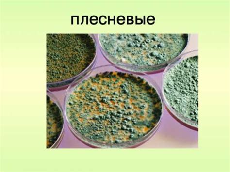 Грибы окружающий мир 2 класс презентация Презентация по окружающему миру на тему Грибы 2