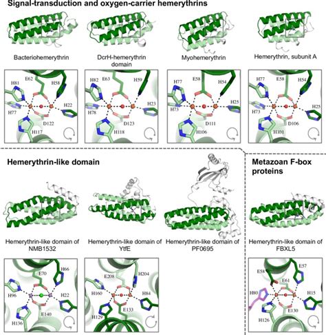 Structure Function And Evolution Of The Hemerythrin Like Domain