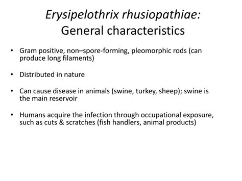Ppt Gram Positive Bacilli Part Two Powerpoint Presentation Free