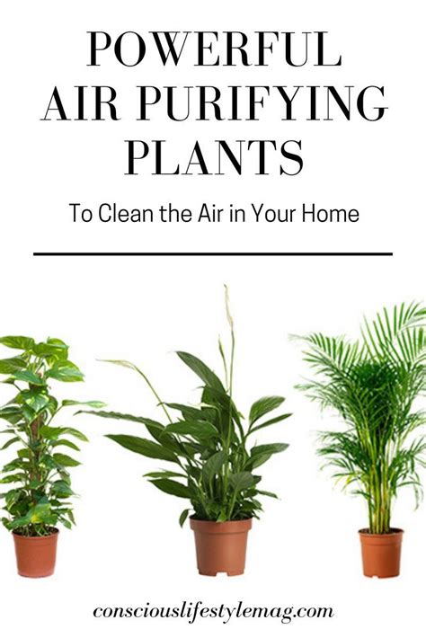 4 Powerful Air Purifying Plants To Clean The Air In Your Home Air