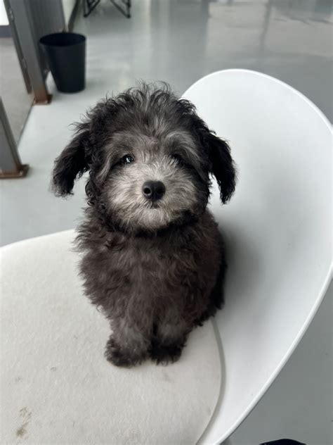 실버푸들 연탄이 강아지 책임분양♥ 강아지입양 고양이입양 유기견입양센터 아이조아요양보호소