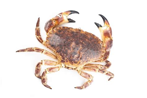Page 4 Crab Exoskeleton Images Free Download On Freepik