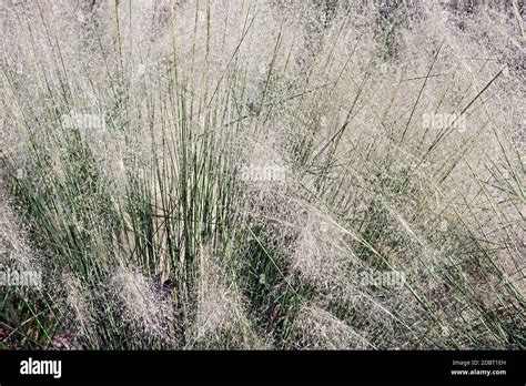 White Cloud Muhly Grass Muhlenbergia Capillaris White Cloud Stock