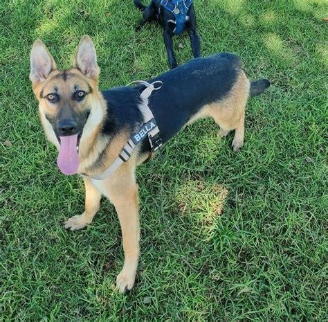 Peggys Promise Rescue Added A New Peggys Promise Rescue