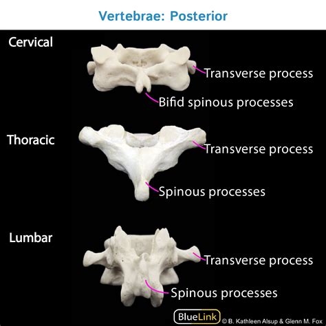 Vertebral Column Anatomy Spinal Anatomy Vertebral Column