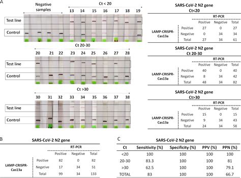 Reverse Transcription Loop Mediated Isothermal Amplification Crispr Cas13a Technology As A