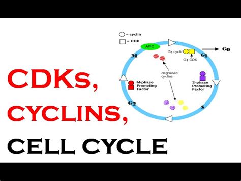 Cell Cycle Cyclin