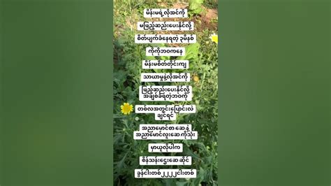 တစ်လအတွင်းမိန်းမချစ်ဆေး အညာမောင် စိန်သန်းဌေးဆေးဆိုင်မန်းလေး