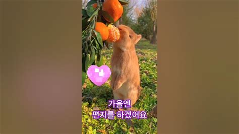 가을엔 편지를 하겠어요가을여인가을남자추억그리움 Youtube