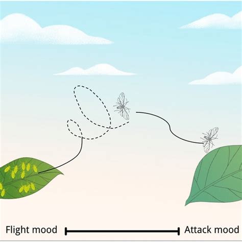 Process Of Flight Mood And Attack Mood The Simulation Of Aphid Download Scientific Diagram