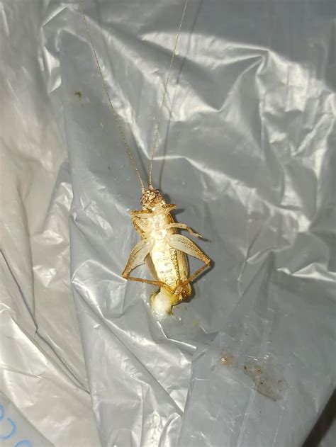 I Thought It Was A Cockroach But Theyre More Reddish So What Is Was