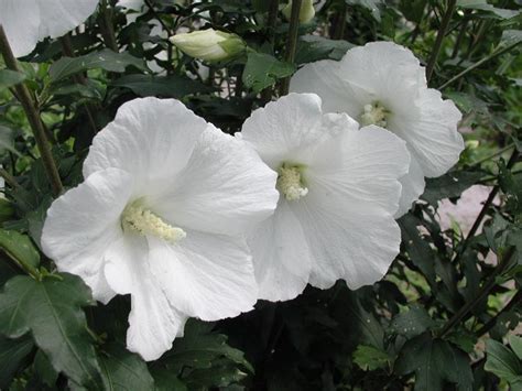 [플가] 무궁화 소월 Hibiscus Syriacus Sowol