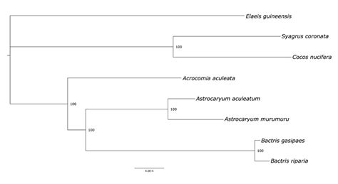 Phylogenetic Tree Based On Maximum Likelihood Using Complete