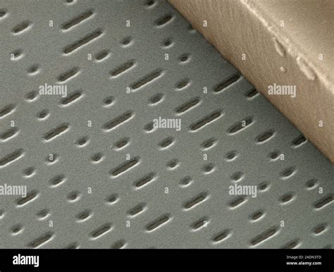 Compact Disc Surface Coloured Scanning Electron Micrograph Sem Of