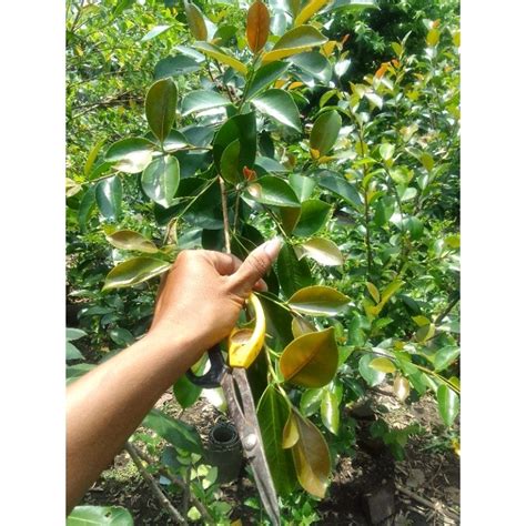 Jual Iprik Preh Pupus Merah Bahan Shopee Indonesia